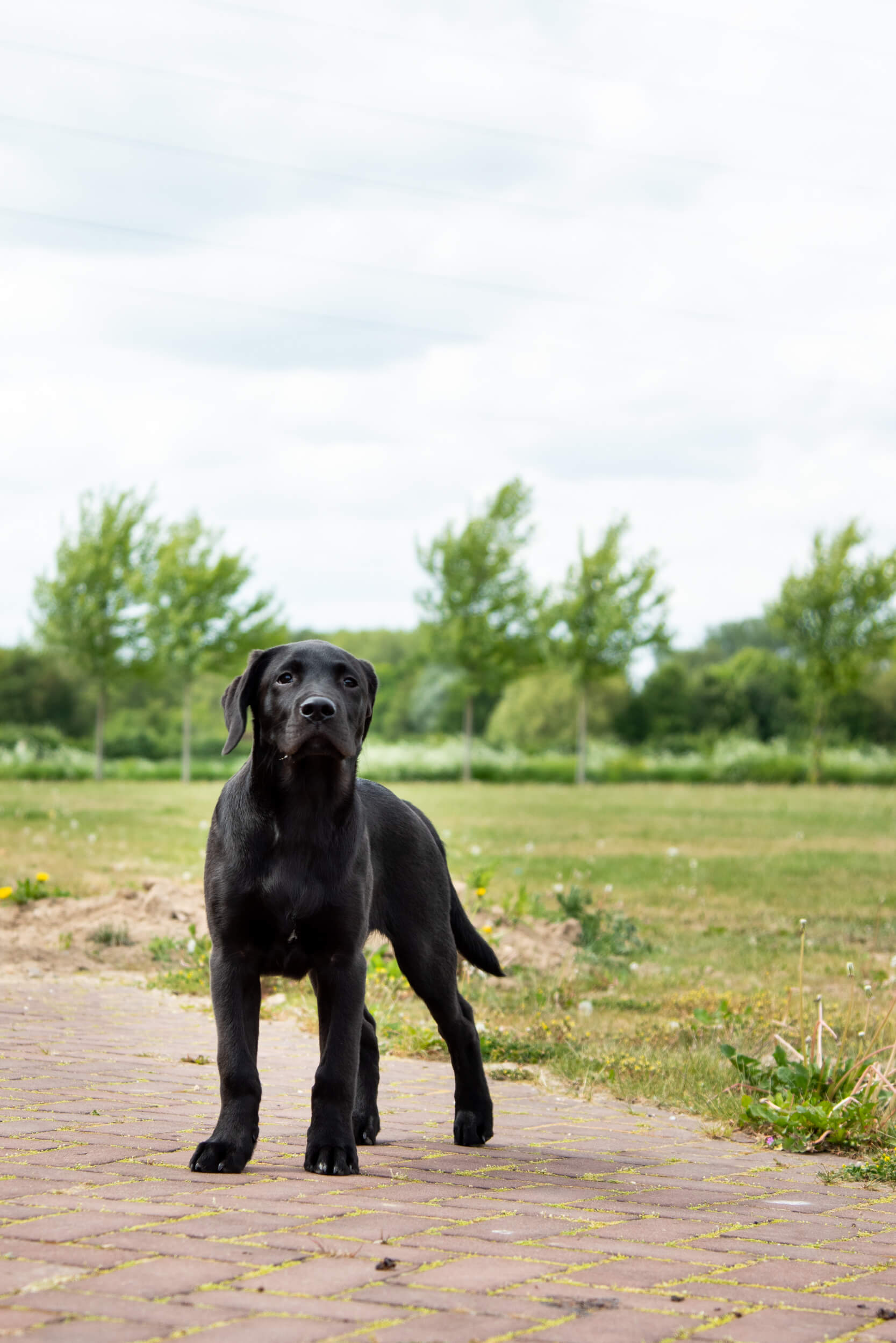 Een loslooptraining met jouw pup: hier een paar handige tips ...