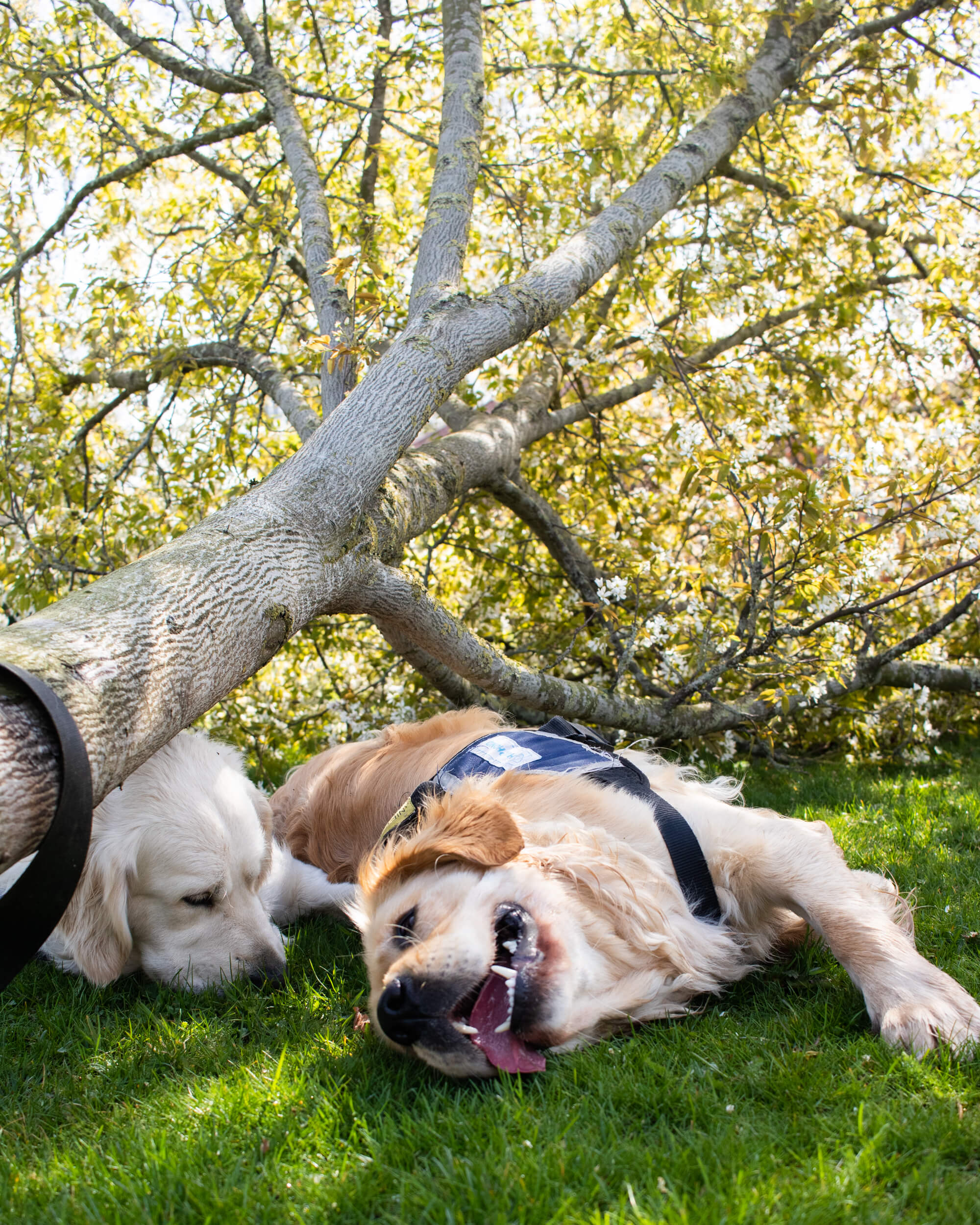 Zo houdt jouw hond zijn hoofd koel tijdens een warme dag: hier 10 tips ...
