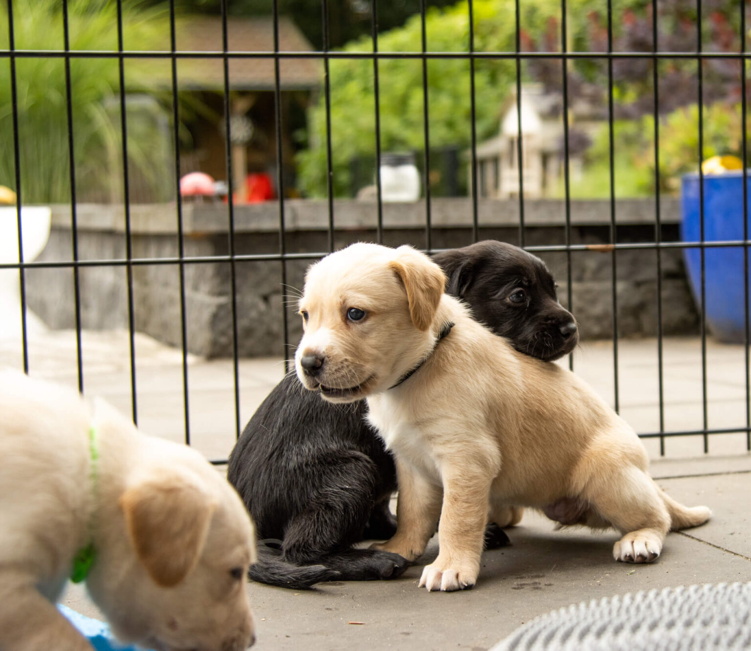 Gastgezin worden voor een moederhond met pups. - Hulphond Nederland