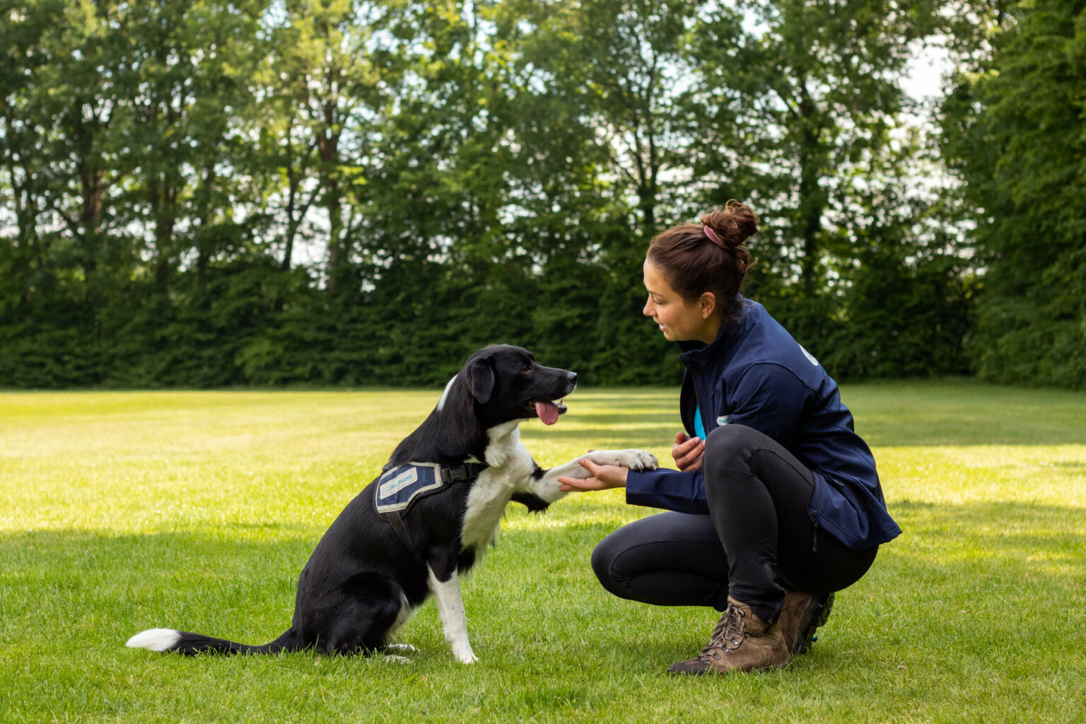 Krijg een inkijkje in de training van onze hulphonden in opleiding ...