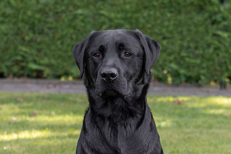 Hond zoekt Huis - Hulphond Nederland