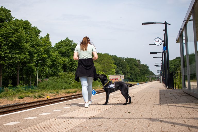 Hoe ga je om met hulphonden? - Hulphond Nederland