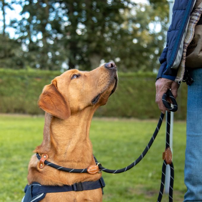 Hoe ga je om met hulphonden? - Hulphond Nederland