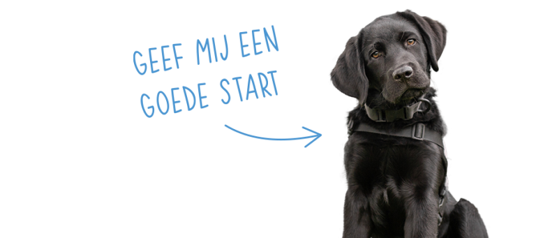 Welke rassen kom je tegen bij Hulphond Nederland? - Hulphond Nederland